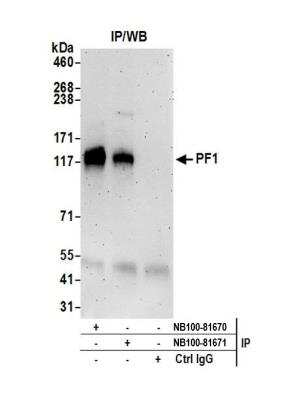 PF1 Antibody - BSA Free (NB100-81671) by Novus, Part of Bio-Techne