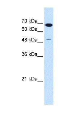 PMEL17/SILV Antibody - BSA Free (NBP1-69571) by Novus, Part of Bio-Techne