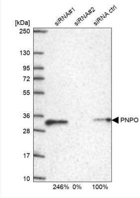 PNPO Antibody (NBP1-87302) | Bio-Techne