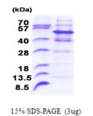 Recombinant Human Pellino 2 His Protein (NBP2-51804) by Novus, Part of ...