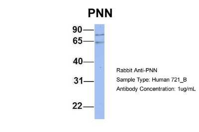 Pinin Antibody (NBP1-59136) by Novus, Part of Bio-Techne