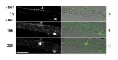 pSIVA Apoptosis Detection Kit (NBP2-29382) by Novus, Part of Bio-Techne