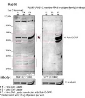 RAB10 Antibody (NBP1-74132) | Bio-Techne