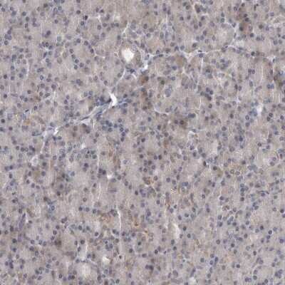 RALGPS2 Antibody - BSA Free (NBP1-84646) by Novus, Part of Bio-Techne