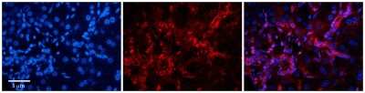 RPE Antibody - BSA Free (NBP1-56853) by Novus, Part of Bio-Techne