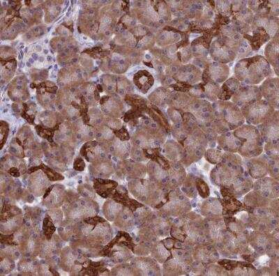 RPS26 Antibody - BSA Free (NBP1-92352) by Novus, Part of Bio-Techne