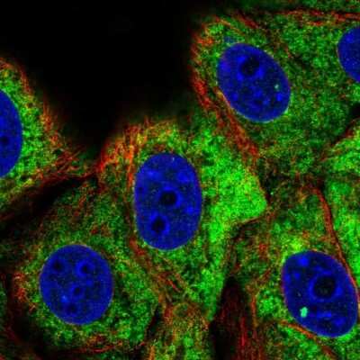 RPS3 Antibody - BSA Free (NBP2-38024) by Novus, Part of Bio-Techne