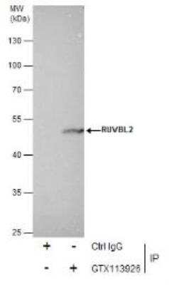 RUVBL2 Antibody - BSA Free (NBP1-33599) by Novus, Part of Bio-Techne