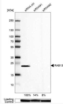 Rab13 Antibody (NBP1-85799) by Novus, Part of Bio-Techne
