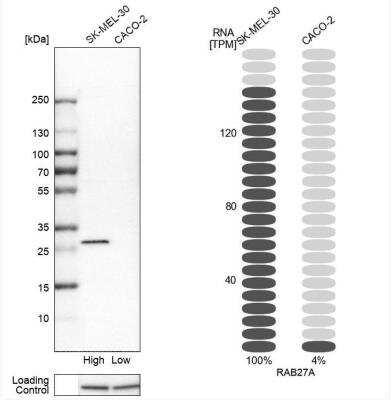 Rab27a Antibody (NBP1-83327) | Bio-Techne