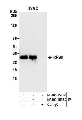 Ribosomal Protein S6/RPS6 Antibody (NB100-1595) by Novus, Part of Bio ...