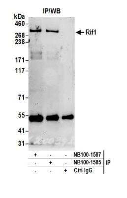 Rif1 Antibody - BSA Free (NB100-1587) by Novus, Part of Bio-Techne