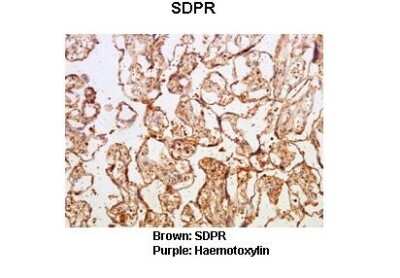 SDPR Antibody - BSA Free (NBP1-74112) by Novus, Part of Bio-Techne
