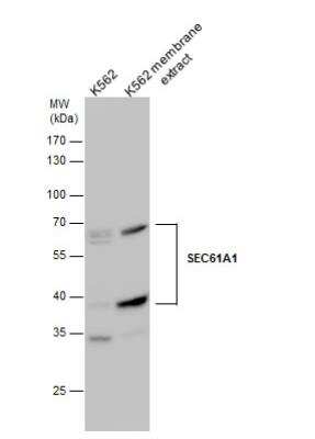 SEC61A Antibody (NBP1-31267) | Bio-Techne