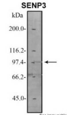 SENP3 Antibody - BSA Free (NBP1-56590) by Novus, Part of Bio-Techne