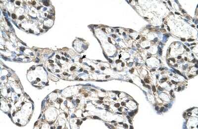 SLC48A1 Antibody - BSA Free (NBP1-91563) by Novus, Part of Bio-Techne