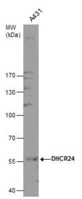 Seladin 1 Antibody (NBP1-32247) | Bio-Techne