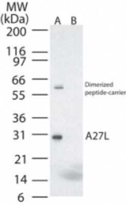 Smallpox A27L Antibody - BSA Free (NB100-56456) by Novus, Part of Bio ...