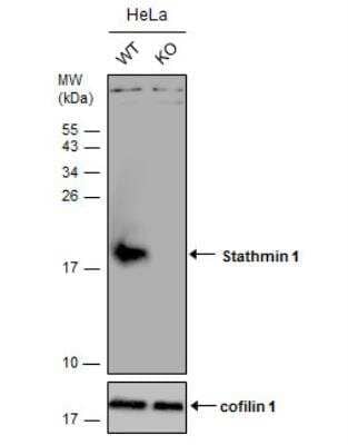 Stathmin 1 Antibody - BSA Free (NBP1-30883) by Novus, Part of Bio-Techne