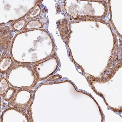 Syntaxin 12 Antibody (NBP1-86985) by Novus, Part of Bio-Techne