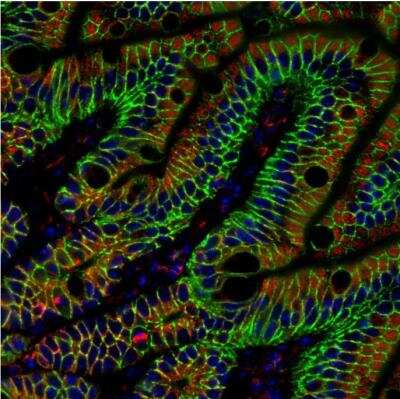Tubulin alpha-1B Antibody (114) (NBP2-43837) | Bio-Techne