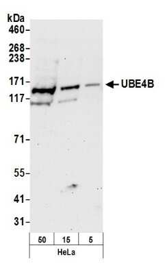 UBE4B Antibody (NB100-58802) by Novus, Part of Bio-Techne