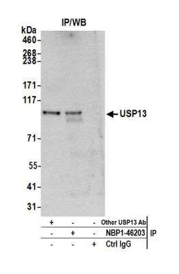 USP13 Antibody - BSA Free (NBP1-46203) by Novus, Part of Bio-Techne