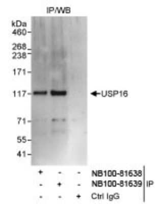 USP16 Antibody (NB100-81638) by Novus, Part of Bio-Techne