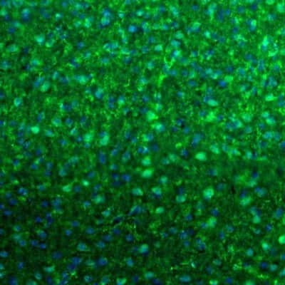 USP48 Antibody - BSA Free (NBP1-83751) by Novus, Part of Bio-Techne