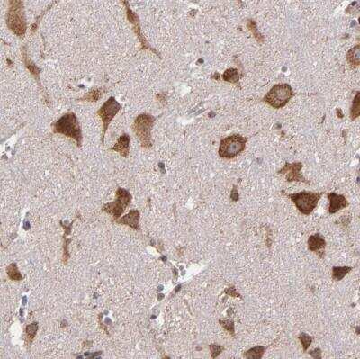 USP51 Antibody - BSA Free (NBP1-86167) by Novus, Part of Bio-Techne