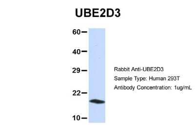 UbcH5c/UBE2D3 Antibody - BSA Free (NBP1-55276) by Novus, Part of Bio-Techne