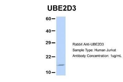 UbcH5c/UBE2D3 Antibody - BSA Free (NBP1-55276) by Novus, Part of Bio-Techne