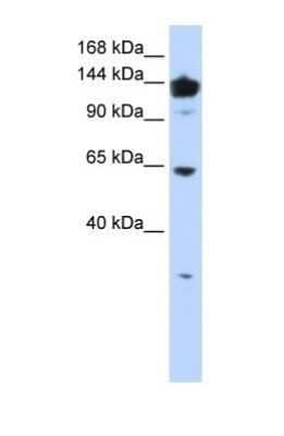 VARS Antibody - BSA Free (NBP1-55366) by Novus, Part of Bio-Techne