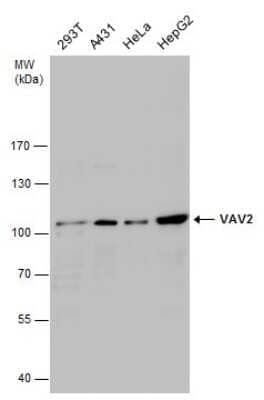 VAV2 Antibody - BSA Free (NBP3-13026) by Novus, Part of Bio-Techne