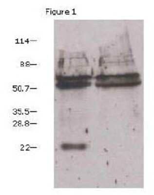 VEGF Antibody (6B7) - BSA Free (NBP1-19181) | Bio-Techne