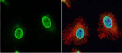 VPS4B Antibody - BSA Free (NBP2-20881) by Novus, Part of Bio-Techne