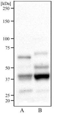 WEHI-3 Products | Bio-Techne