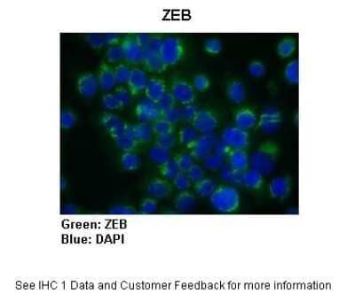 ZEB1 Antibody - BSA Free (NBP1-68930) by Novus, Part of Bio-Techne