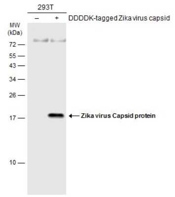 Zika virus Capsid Protein Products | Bio-Techne