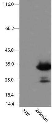 ZsGreen1 Antibody (OTI2C2) (NBP2-78866) by Novus, Part of Bio-Techne