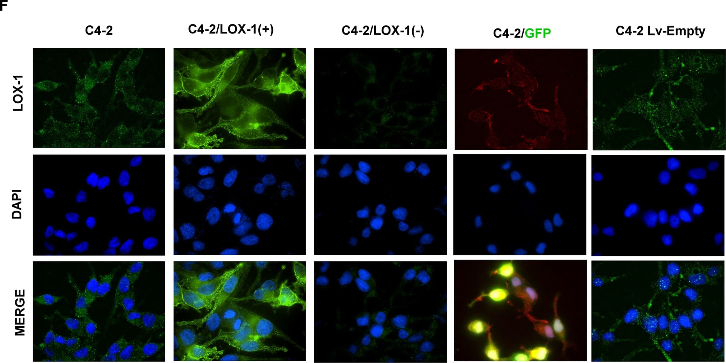 Human LOX-1/OLR1 Antibody (AF1798) by R&D Systems, Part of Bio-Techne