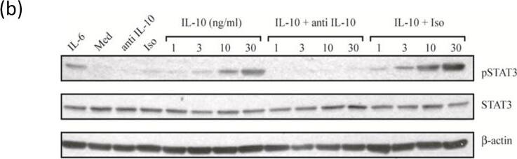 Human/Mouse STAT3 Antibody (AF17991) by R&D Systems, Part of Bio-Techne