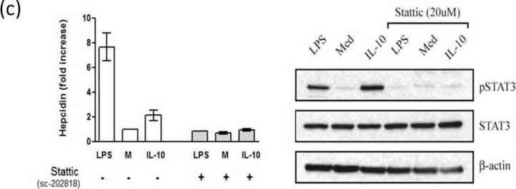 Human/Mouse STAT3 Antibody (AF17991) by R&D Systems, Part of Bio-Techne