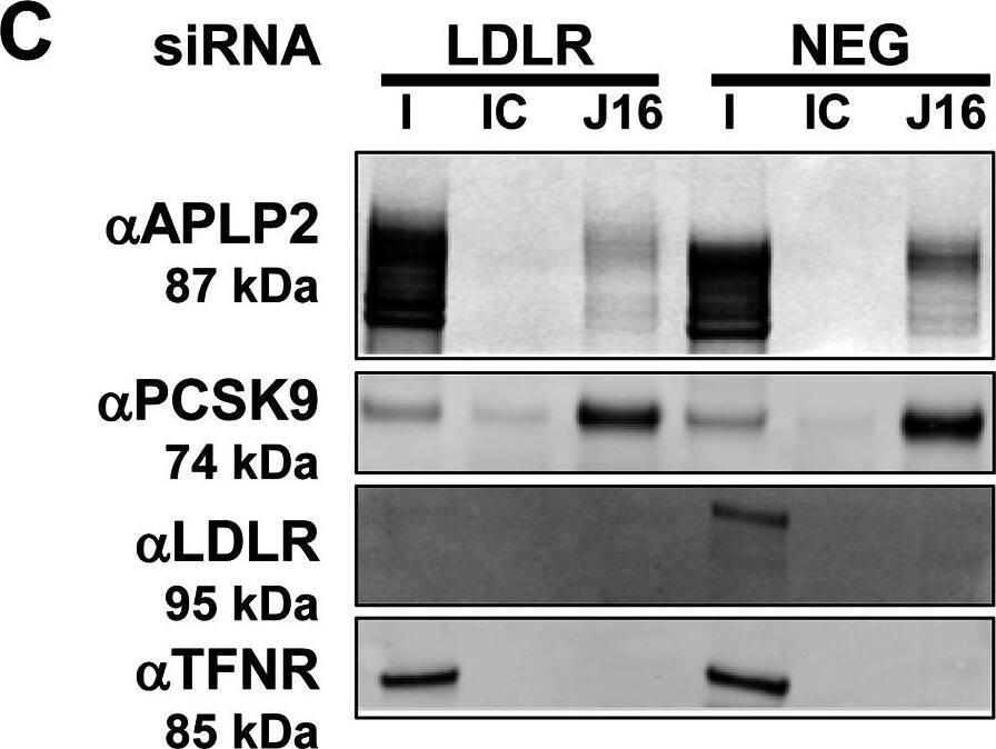 Human LDLR Antibody (AF2148) by R&D Systems, Part of Bio-Techne