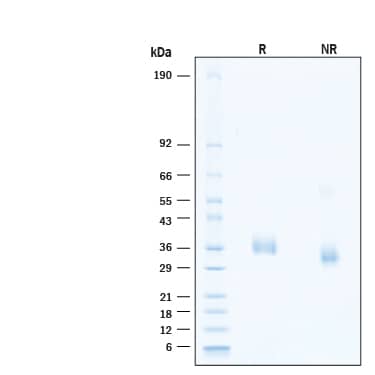 Recombinant SARSCoV-2 B.1.1.529 RBD Alexa Fluor® 647 Protein (AFR11056) by R&D Systems, Part of ...