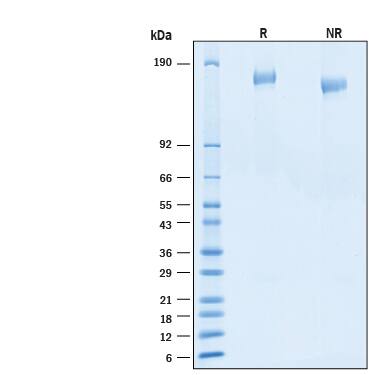 Recombinant SARS-CoV-2 BA.2 S His Alexa Fluor® 647 Protein (AFR11109) by R&D Systems, Part of ...
