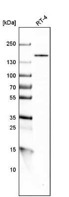 alpha COP I Antibody (NBP1-89705) | Bio-Techne