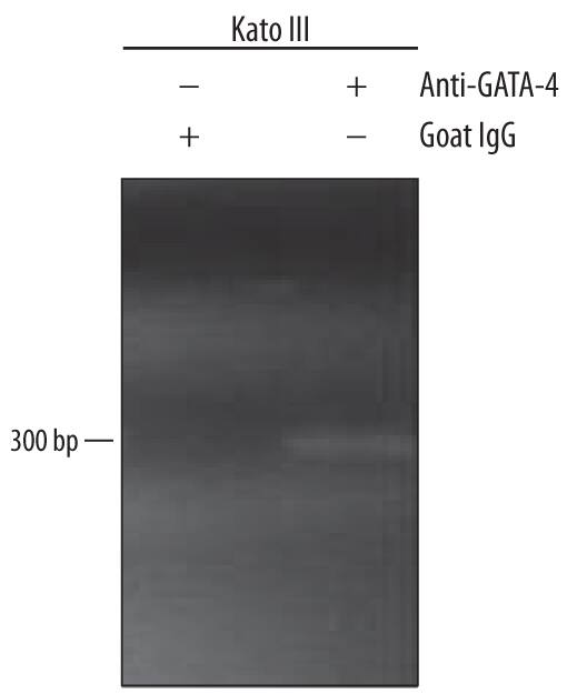 Human GATA-4 Antibody (AF2606) by R&D Systems, Part of Bio-Techne