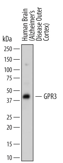 Human GPR3 Antibody (MAB7429) by R&D Systems, Part of Bio-Techne