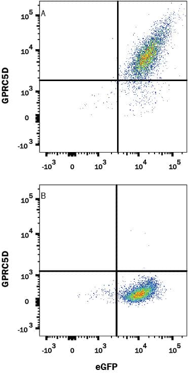 Human GPRC5D PE-conjugated Antibody (FAB6300P) by R&D Systems, Part of ...